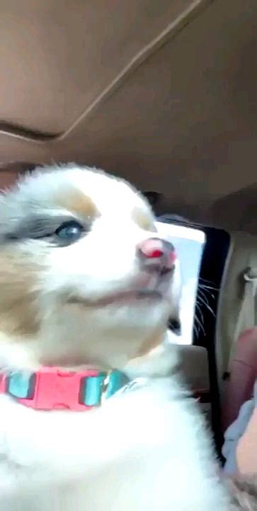 His First Car Ride Raww