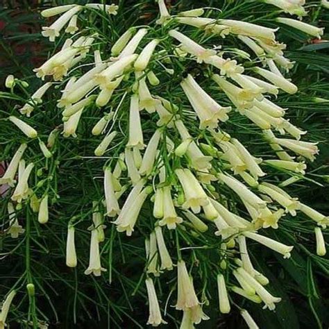 Firecracker Yellow Homely Feel Gardens