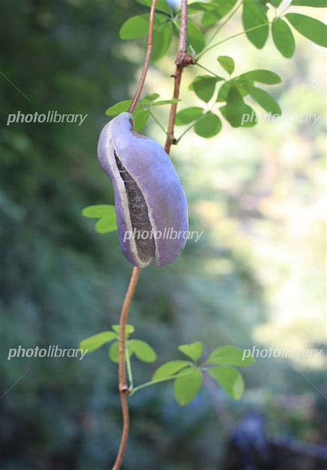 Photolibrary