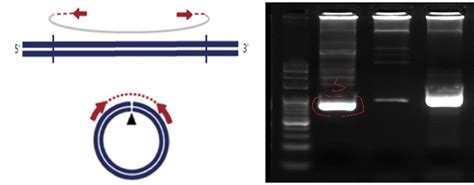 连发nature、cell 新型癌基因－染色体外环状dna及检测技术详解 技术前沿 资讯 生物在线