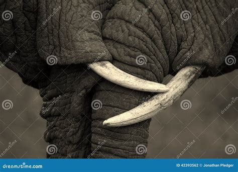 Una Bella Immagine Di Due Elefanti Africani Che Interagiscono E Che