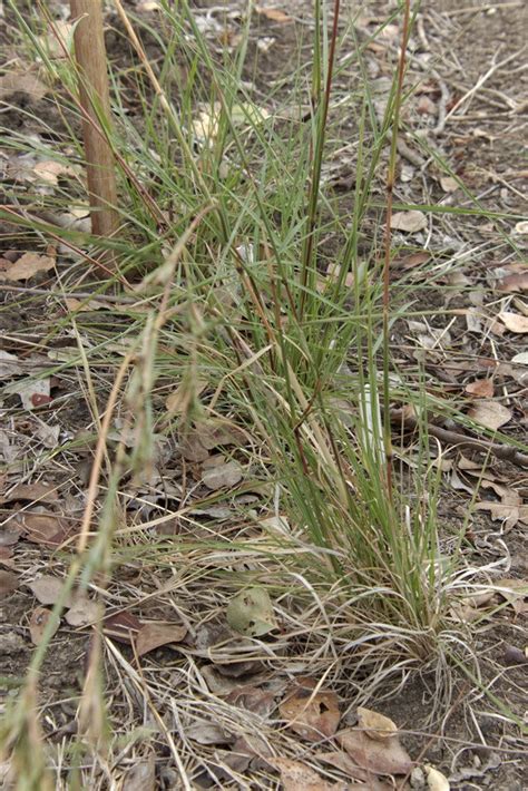 Barbed Wire Grass