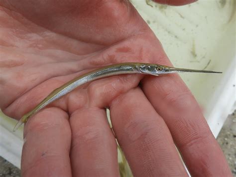 About Atlantic Needlefish Maryland Biodiversity Project
