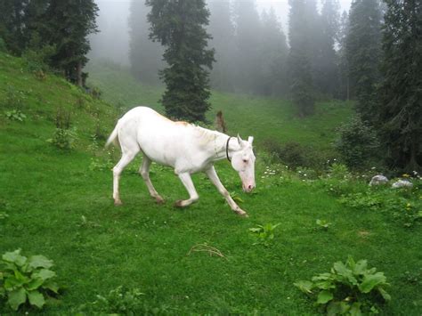 Ayubia And Nathia Gali Tour Pakistans No1 Guides 2024 25