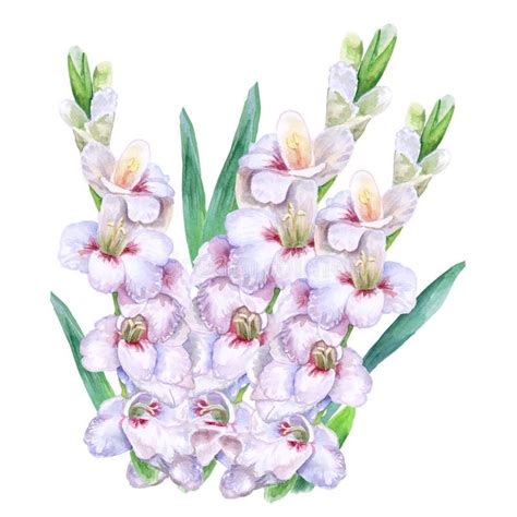 Schwertlilie Stock Illustrationen Vektoren Kliparts 531 Stock