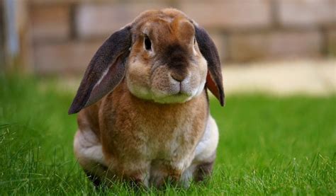¿por Qué Mi Conejo Estornuda Tanto