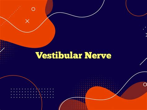 Vestibular Nerve Definition And Meaning
