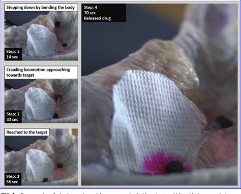 Figure 5 From 3d Printed Biomimetic Soft Robot With Multimodal Locomotion And Multifunctionality
