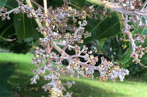 Mango Powdery Mildew