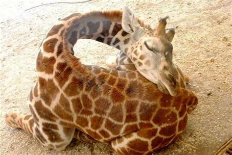 como duerme una jirafa con su cuelloteeee? - Taringa!