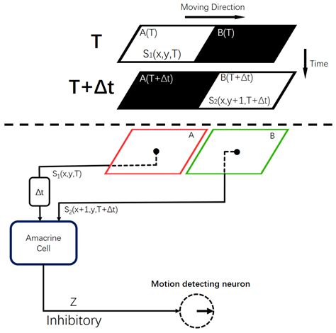 A Motion Direction Detecting Model For Gray Scale Images Based On The Hassensteinreichardt Model