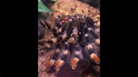 Mexican Red Leg Tarantula Filmed During Molting Process Youtube