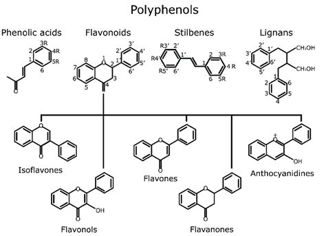 Polyphenols Structure And Classification Download Scientific Diagram