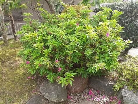 【ツツジ剪定 千葉県茂原市】花後のツツジを剪定と刈込でコンパクトに｜茂原店｜oh庭ya