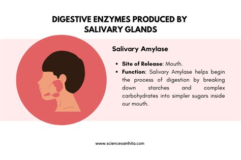 12 Key Digestive Enzymes Present In Human Digestive System Science