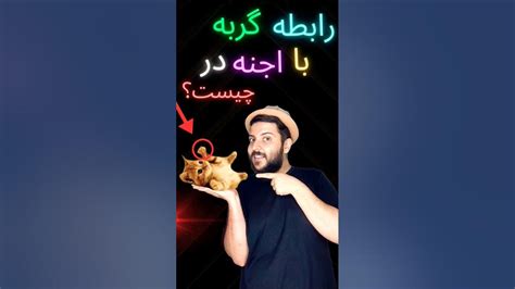 رابطه گربه و اجنه در چیست؟ Shorts Youtube