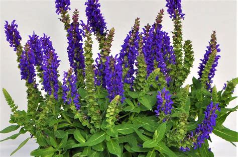 Salvia Swifty Violet Multiflora Green Fuse Botanicals Inc