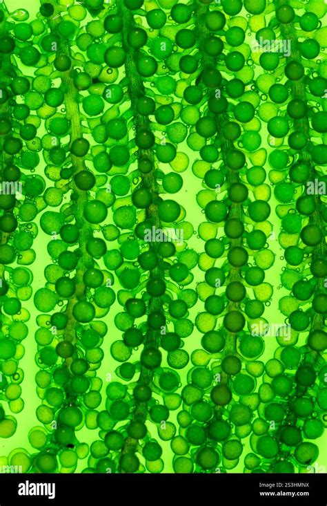 Algae Fuel Biofuel Industry Lab Researching For Alternative To Fossil