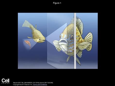 Ontogenesis Of Lateralization Ppt Download