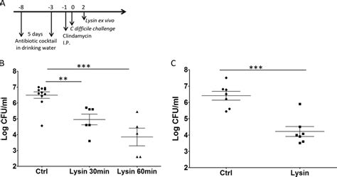 Plycd 1 174 Decreases C Difficile Colonization Of Mice Colons In An Ex Download Scientific