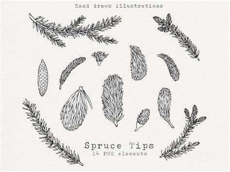 Spruce Tips Png Clip Art Hand Drawn Spruce Tip Illustration Evergreen