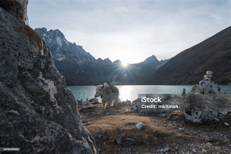 네팔에서 Gokyo 호수에서 큰 히말라야 야크 식 수 밝은 화창한 날에는 맑고 푸른 하늘 아래 산 호수의 놀랍게도 아름 다운