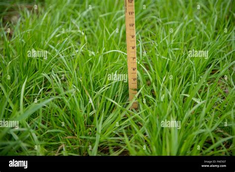 Measuring For Grass At Phoebe Hercus Blog
