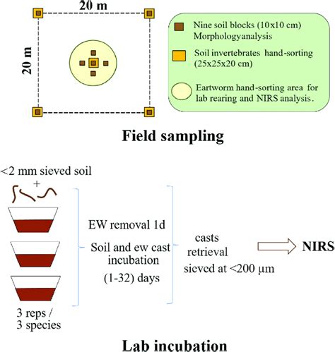 Experimental Design And Sampling Strategy Used In This Study