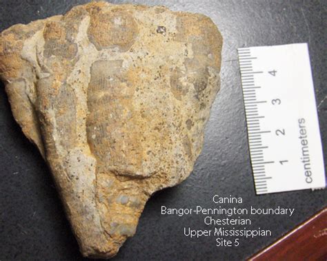 Is This A Colonial Coral Fossil Id The Fossil Forum