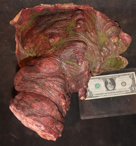 Alien Vs Predator Alien Queen Egg Layer Prototype