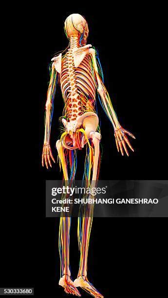 Tailbone Female Photos And Premium High Res Pictures Getty Images