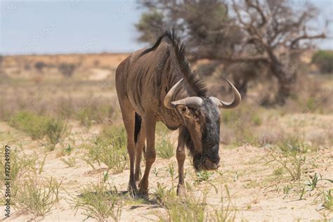Blue Wildebeest Common Wildebeest White Bearded Gnu Or Brindled Gnu