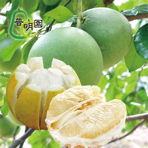 普明園 吉園圃認證麻豆40年以上頂級大白柚系列 搶先看 隨意窩 Xuite日誌