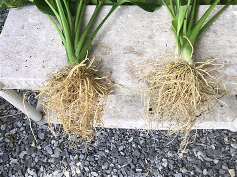 4 Ways To Propagate Hostas World Of Garden Plants