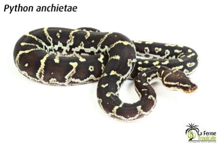 Présentation d espèce Python anchietae