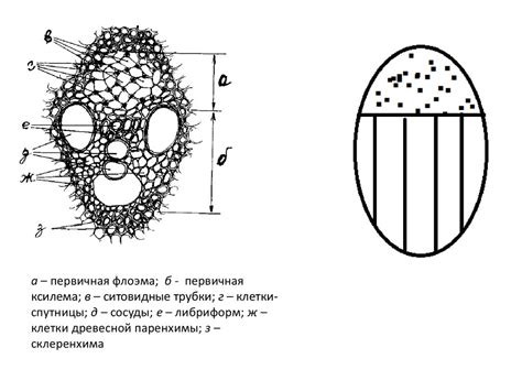 Проводящие Пучки - online presentation