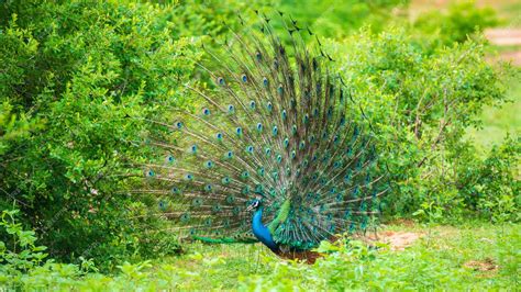 Premium Photo The Courtship Display Of Elegant Male Peacock