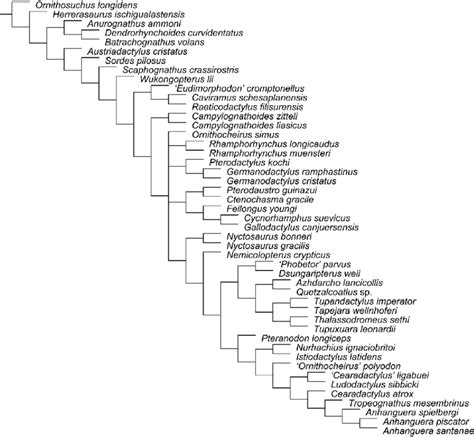 Agreement Subtree Of The Analysis Including The Species Of The Download Scientific Diagram