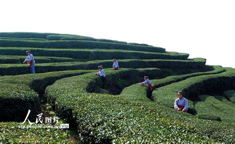 四川纳溪：人勤春早采茶忙梅岭村护国镇茶园