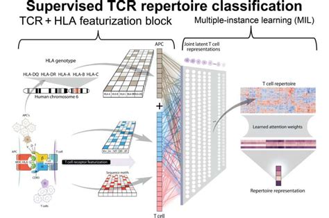 Machine Learning Can Help Predict Patient Response To Cancer