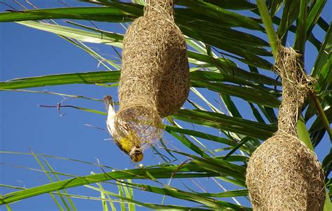 Bird Perched Nest - Free photo on Pixabay - Pixabay