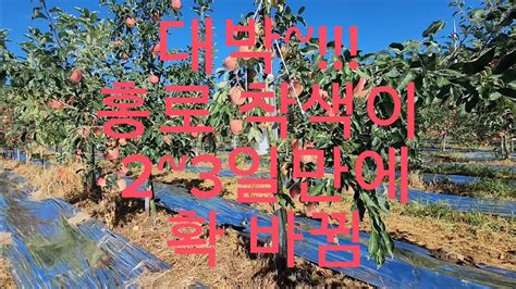 대박~홍로착색 2~3일만에확바뀜 240830금경남거창가북용산 손범규농합농법 농합탄세트로홍로탄저병치료 농합색깔박사세트로착색완성 상담 손범규 010 7258