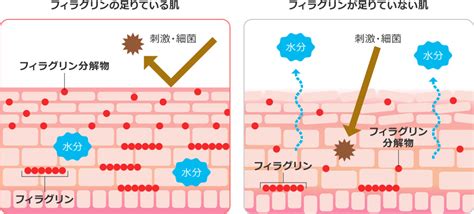 デフェリフェリクリシンによる皮膚バリア機能の改善 美と健康の研究 月桂冠総合研究所 月桂冠