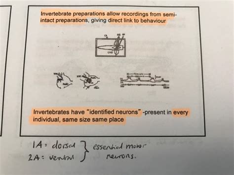 Lecture Studying Neural Circuits Flashcards Quizlet