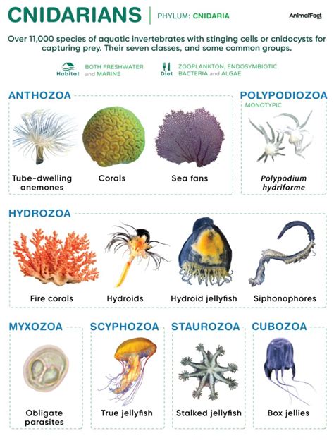 Cnidarians Examples Characteristics Reproduction And Lifecycle