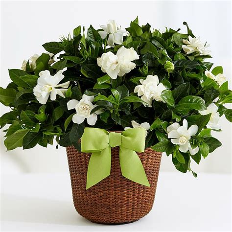 Plantas De Interior Con Flor Para Decorar