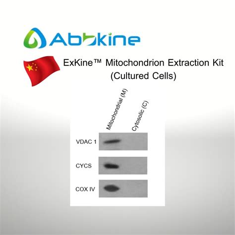 Exkine™ Mitochondrion Extraction Kit Cultured Cells Abbkine China Bioentist Co Ltd