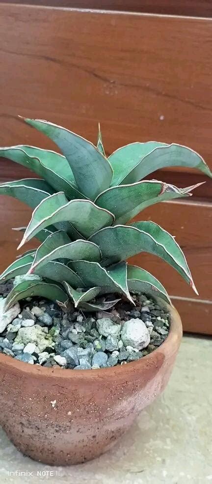 Agave Celsi Nova Pak Plants