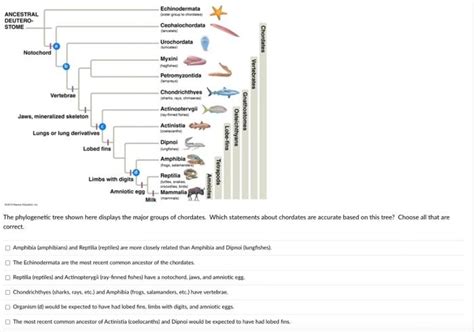 Solved The Phylogenetic Tree Shown Here Displays The Major