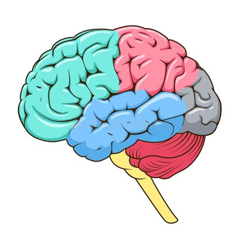 Human Brain Lobes Stock Vector Illustration Of Cross 54986718